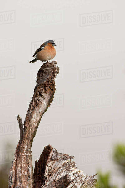 South Pacific, New Zealand, South Island, Fiordland National Park. A ...