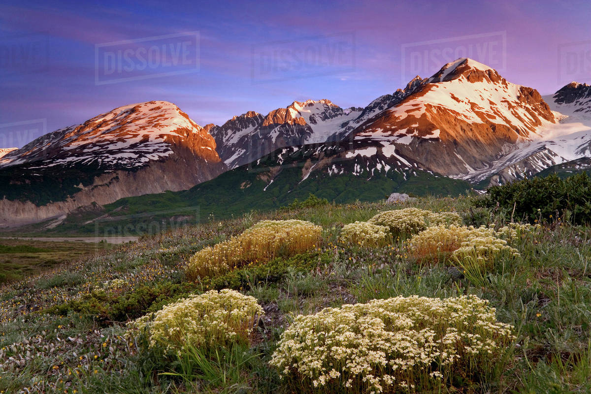 Canada, British Columbia, Alsek River Valley. Sunset on saxifrage ...