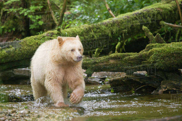 Canada, British Columbia, Princess Royal Island. Spirit Bear, a white ...