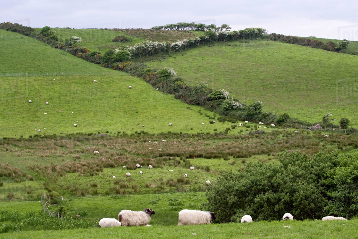 Ireland, County Mayo, Westport. Sheep in the Irish countryside. - Stock ...