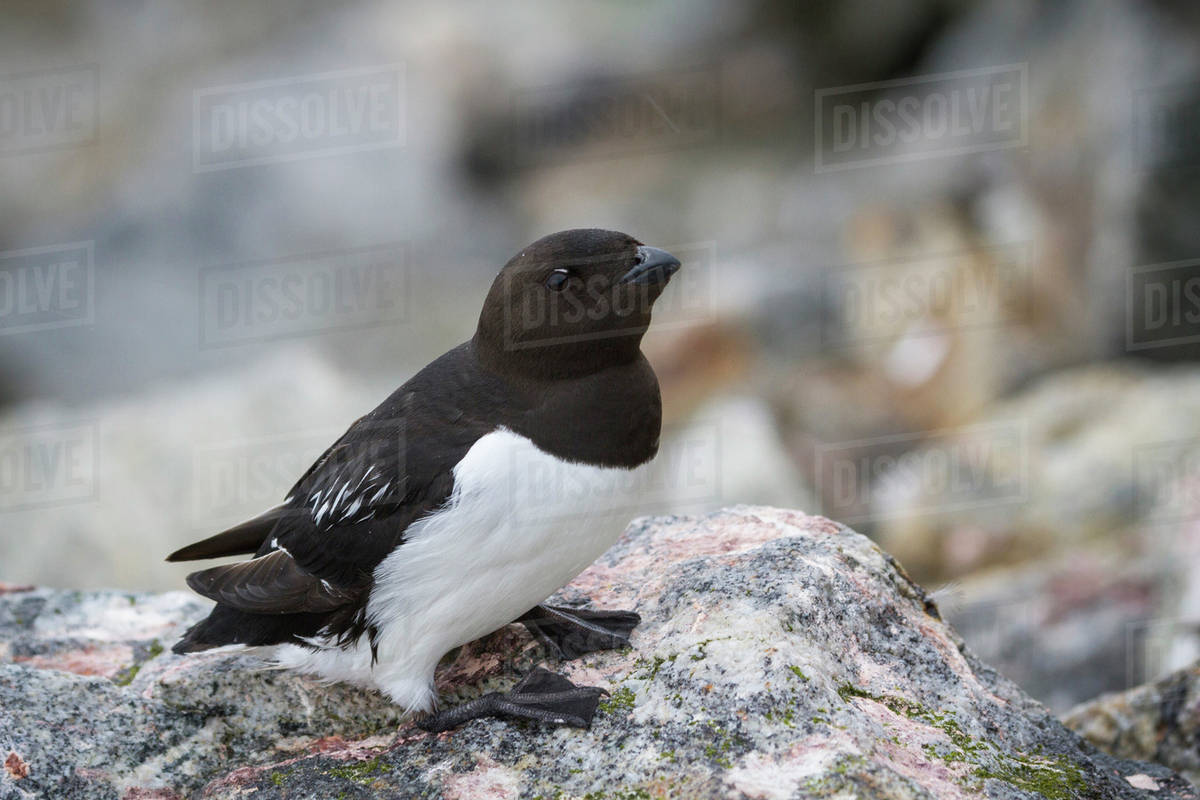 Norway, Svalbard. Close-up of little auk bird on rock. - Royalty-free ...
