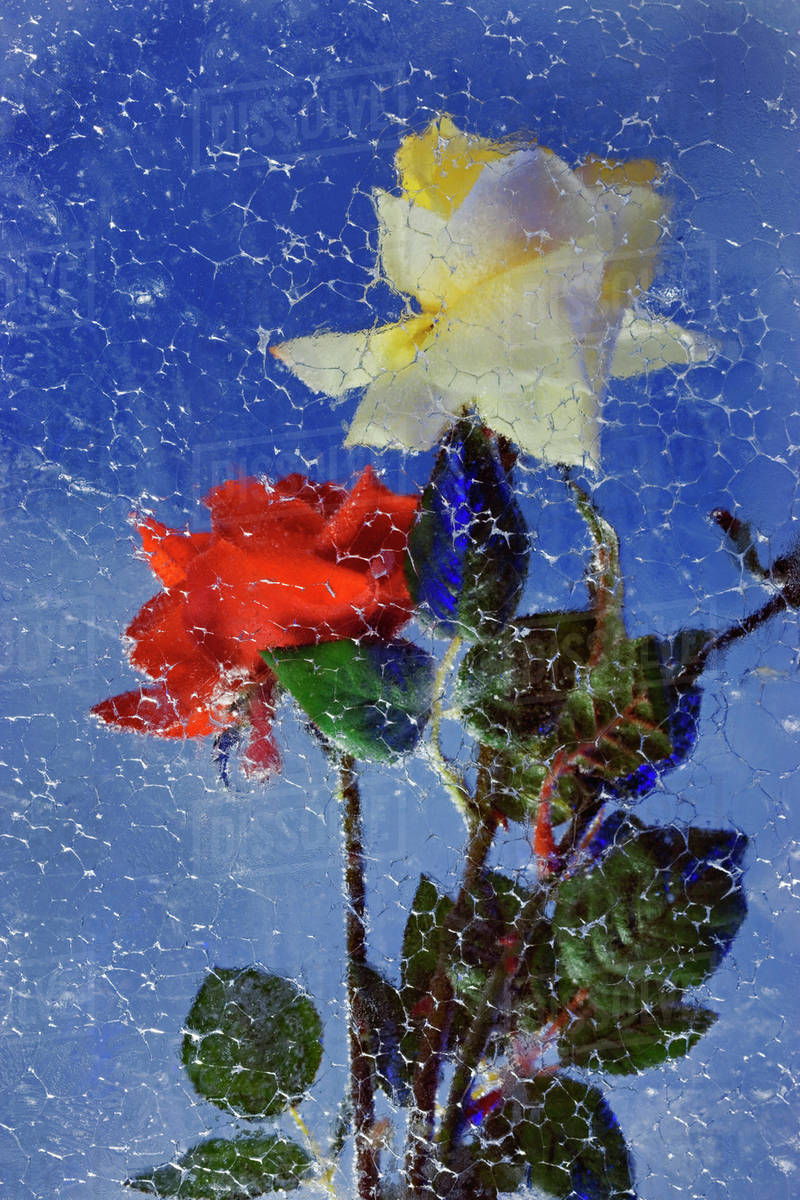 Red and yellow roses frozen in block of ice, Glacier Palace, near ...