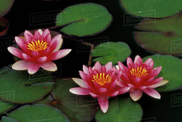 USA, Indiana. Hybrid water lilies - Royalty-free Stock Photo | Dissolve