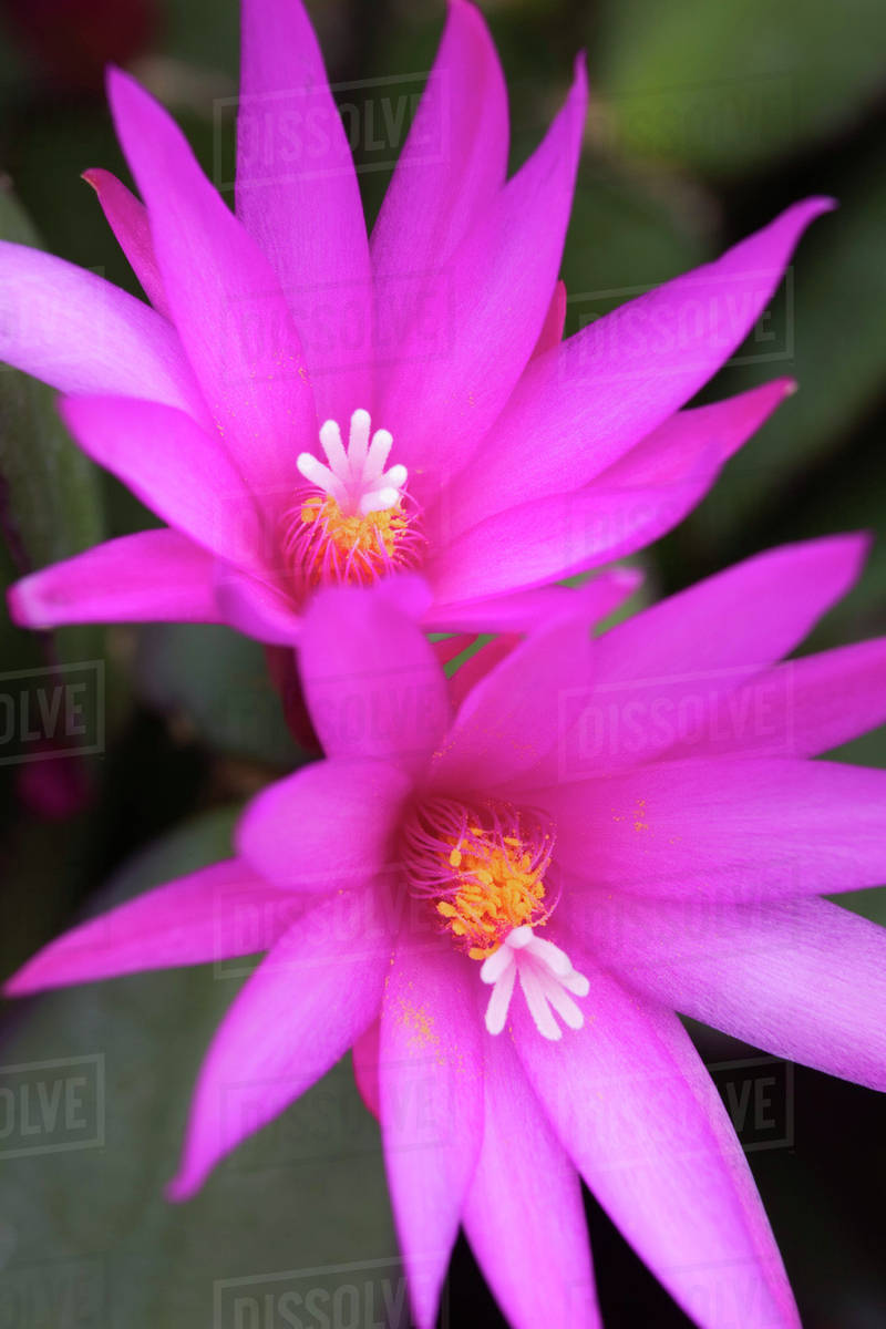 Sunrise cactus flowers, (Rhipsalidopsis gaertneri) - Stock Photo - Dissolve
