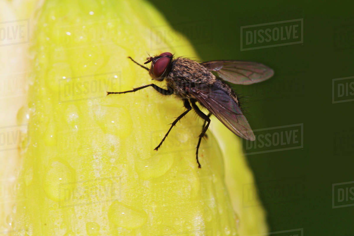 Tachinid Fly, Tachinidae spp, - Royalty-free Stock Photo | Dissolve