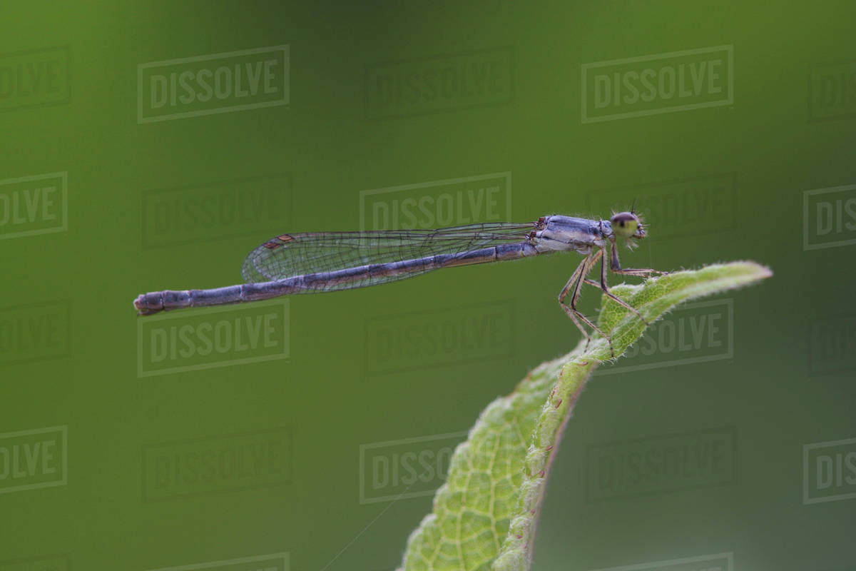 Damselfly, Argia spp. - Stock Photo - Dissolve