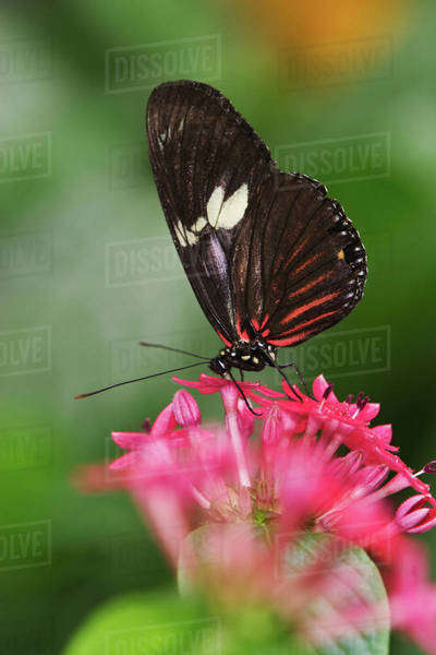 Small Postman butterfly, heliconius erato - Royalty-free Stock Photo ...