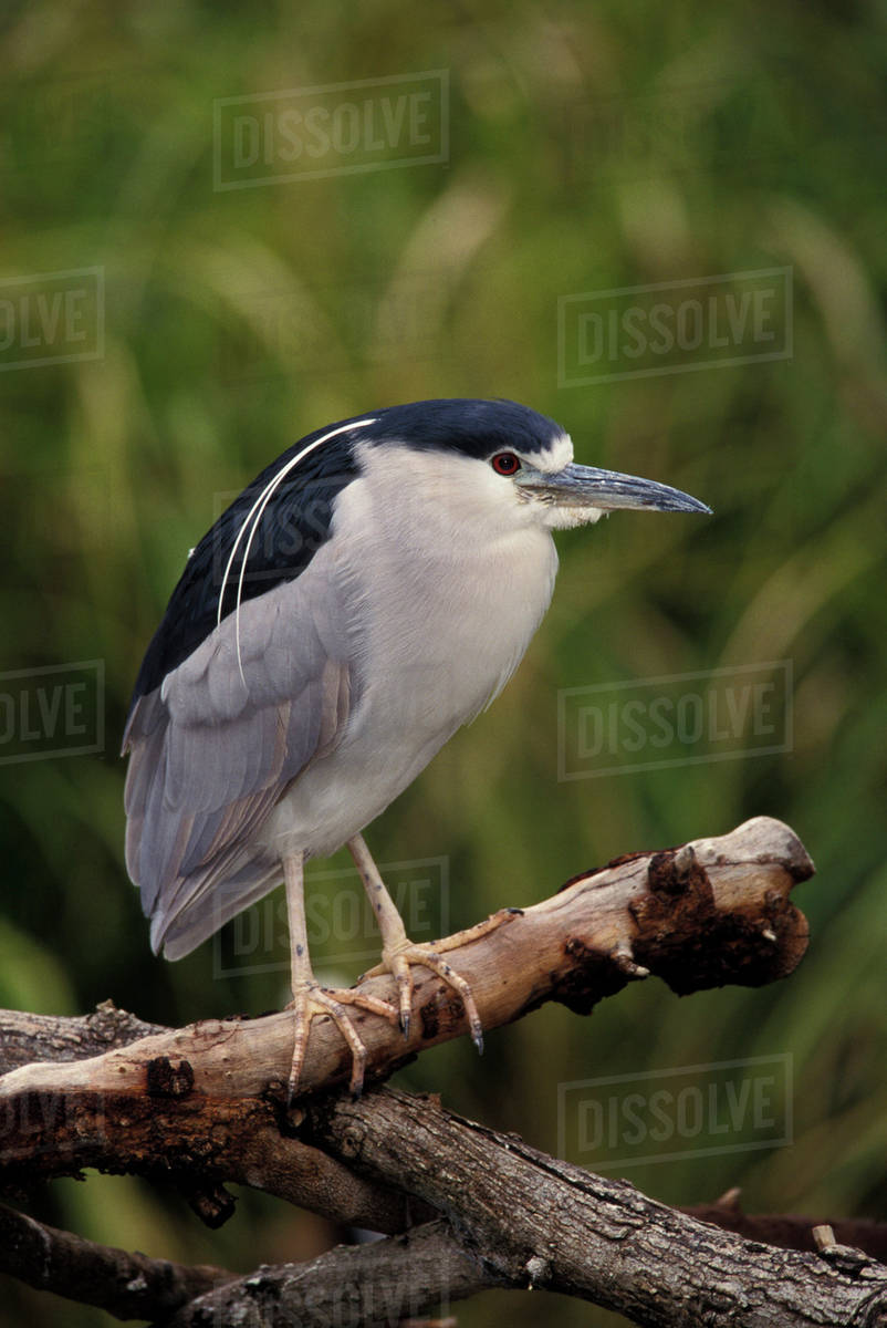 Black-crowned Night Heron (Nycticorax nycticorax) - Royalty-free Stock ...
