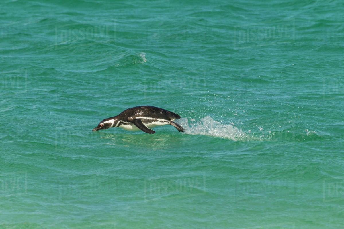 Falkland Islands, Bleaker Island. Magellanic penguin breaching ...