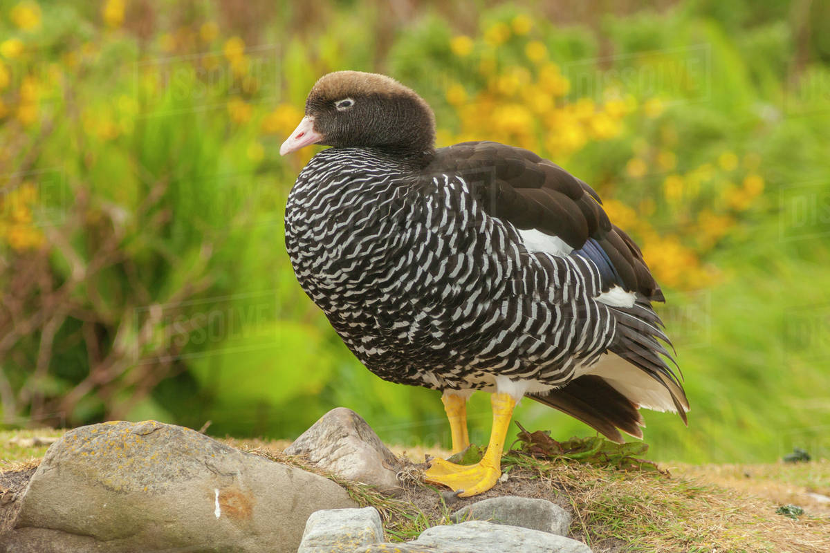 Falkland Islands, Carcass Island. Close-up of kelp goose. - Stock Photo ...