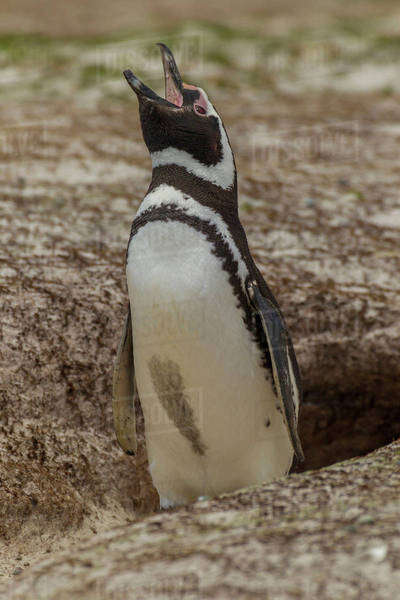 Falkland Islands, East Falkland, Volunteer Point. Magellanic penguin ...
