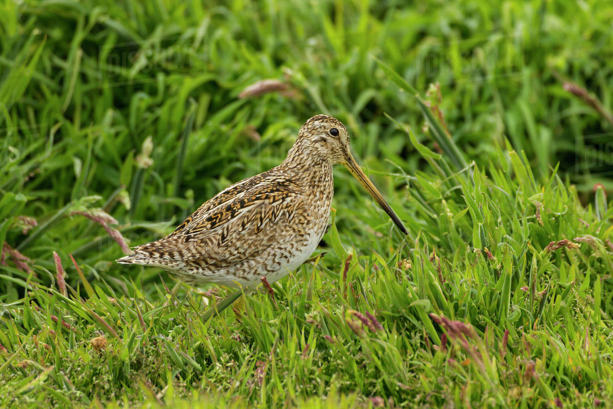 Falkland Islands, Sea Lion Island. Magellanic snipe close-up. - Stock ...