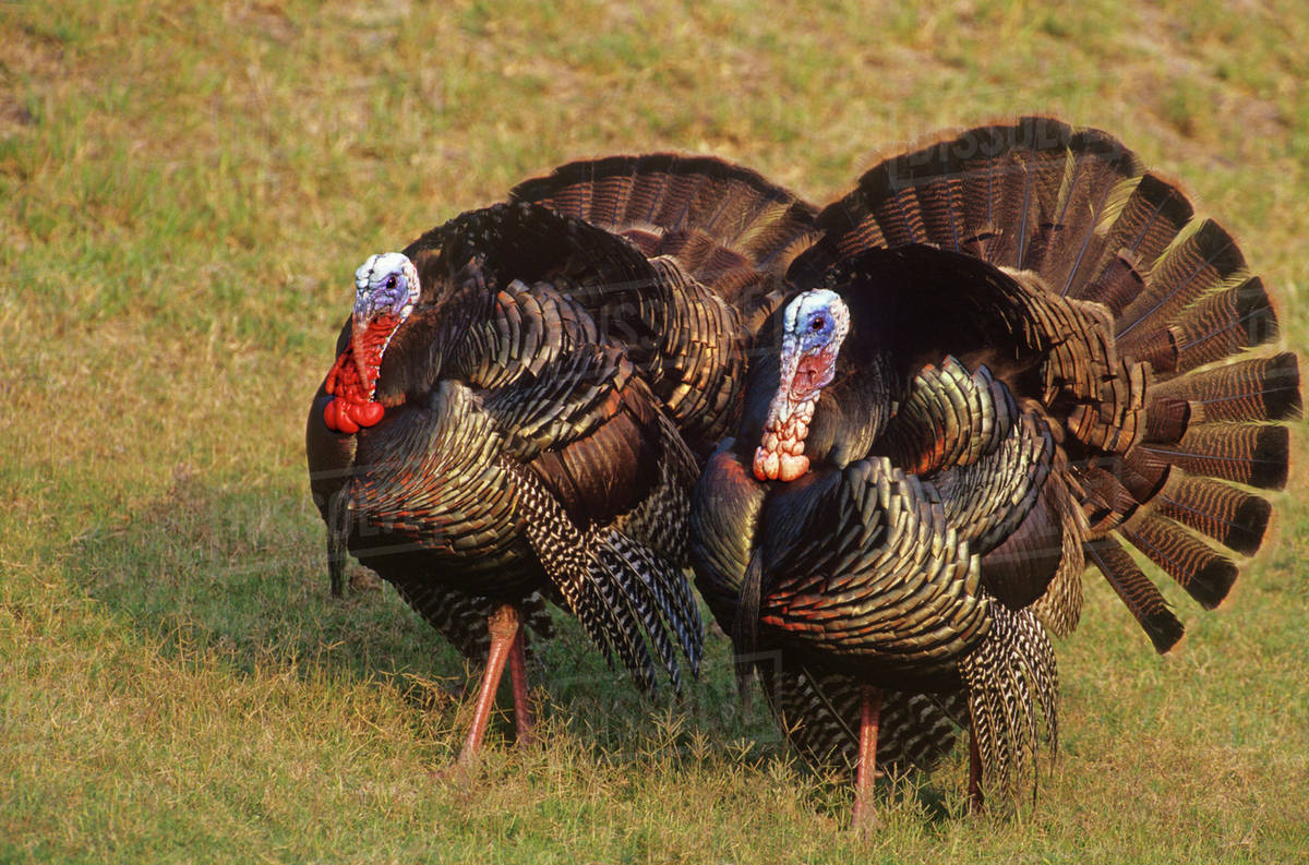 Mexico, Tamaulipas State. Wild tom turkeys in mating display. - Royalty ...