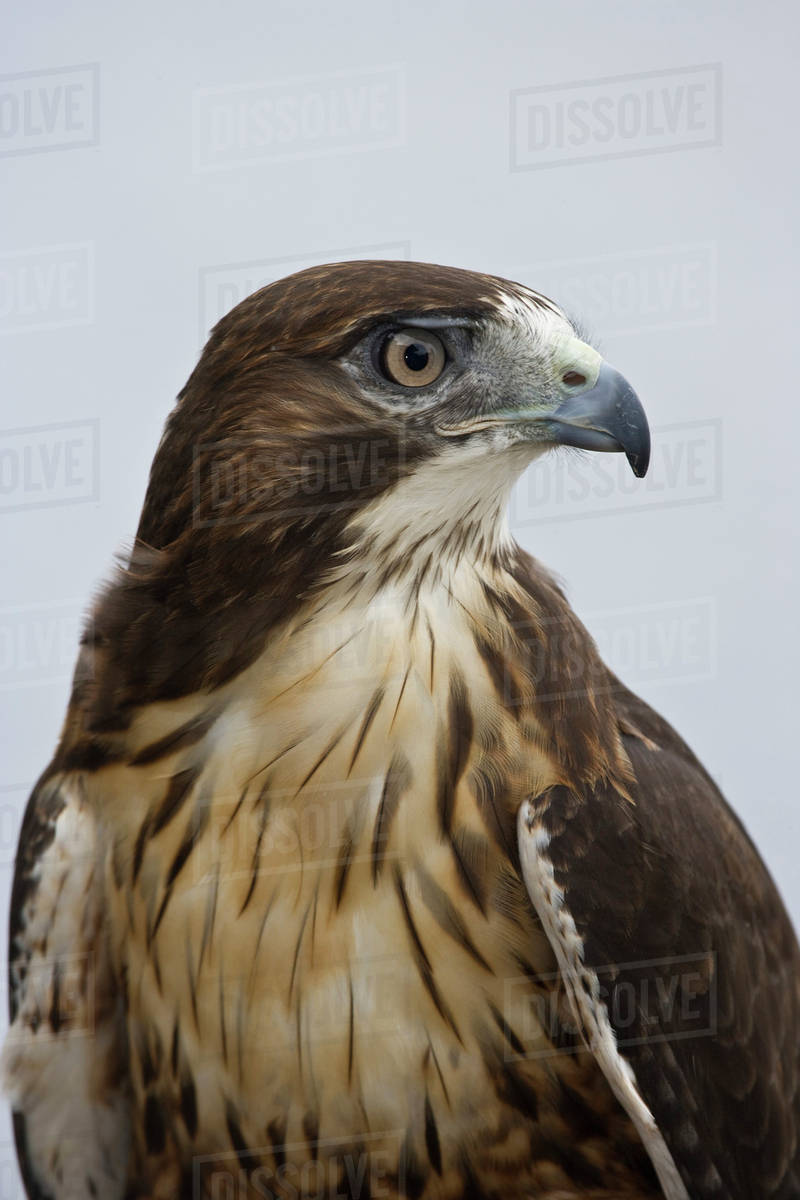 USA, Alaska, Ketchikan. Close-up front view of red-tailed hawk ...
