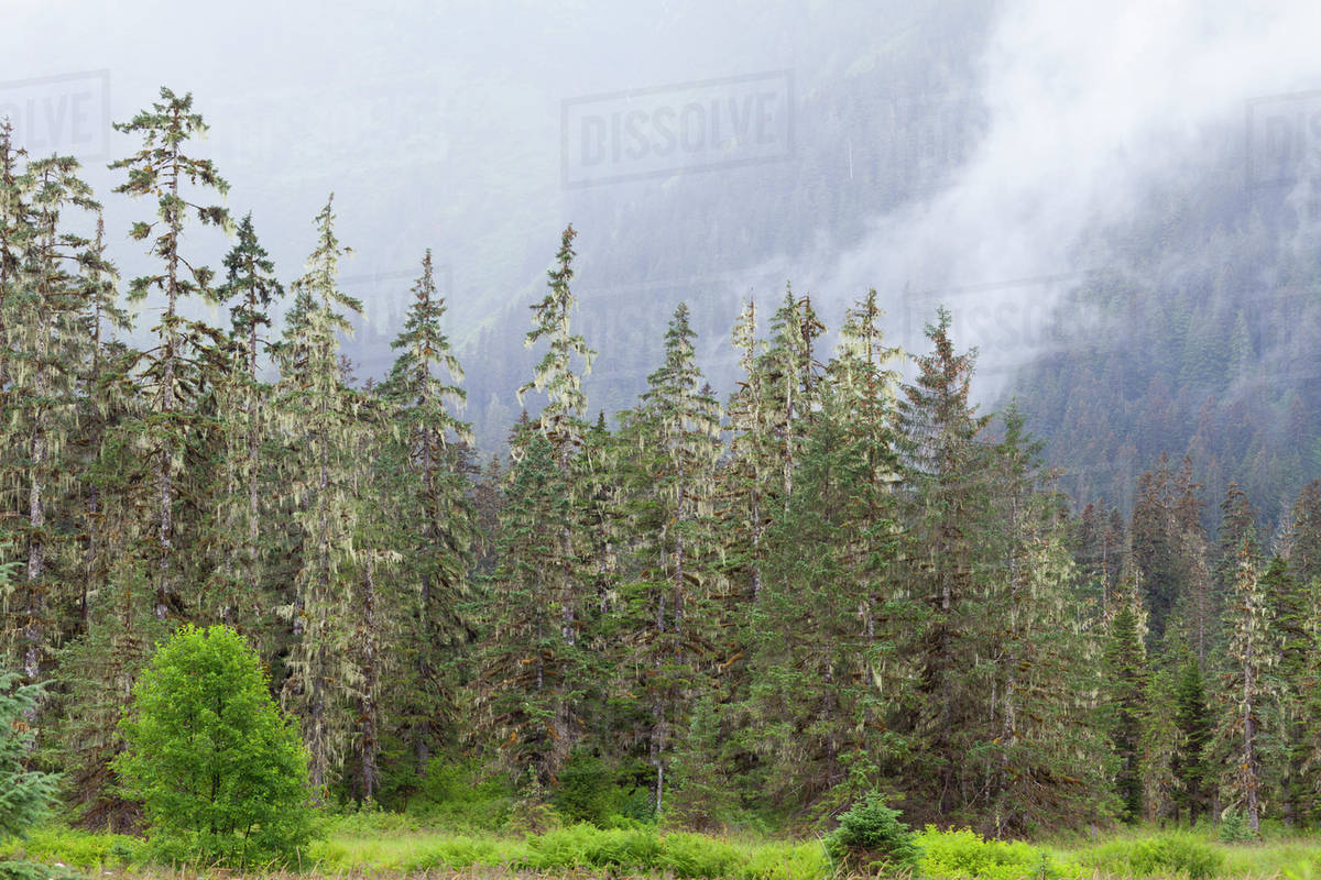 USA, Alaska, Admiralty Island. Scenic of moss-covered trees and ...