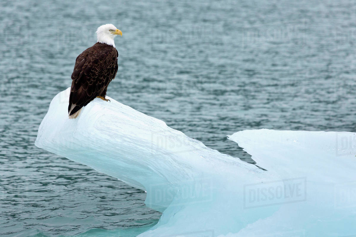 USA, Alaska, Glacier Bay National Park. Bald eagle on iceberg ...