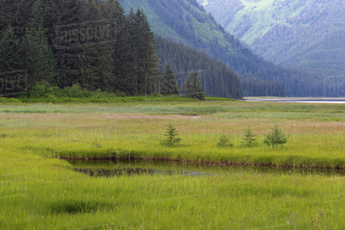 USA, Alaska, Windfall Harbor. Scenic of stream running through meadow ...