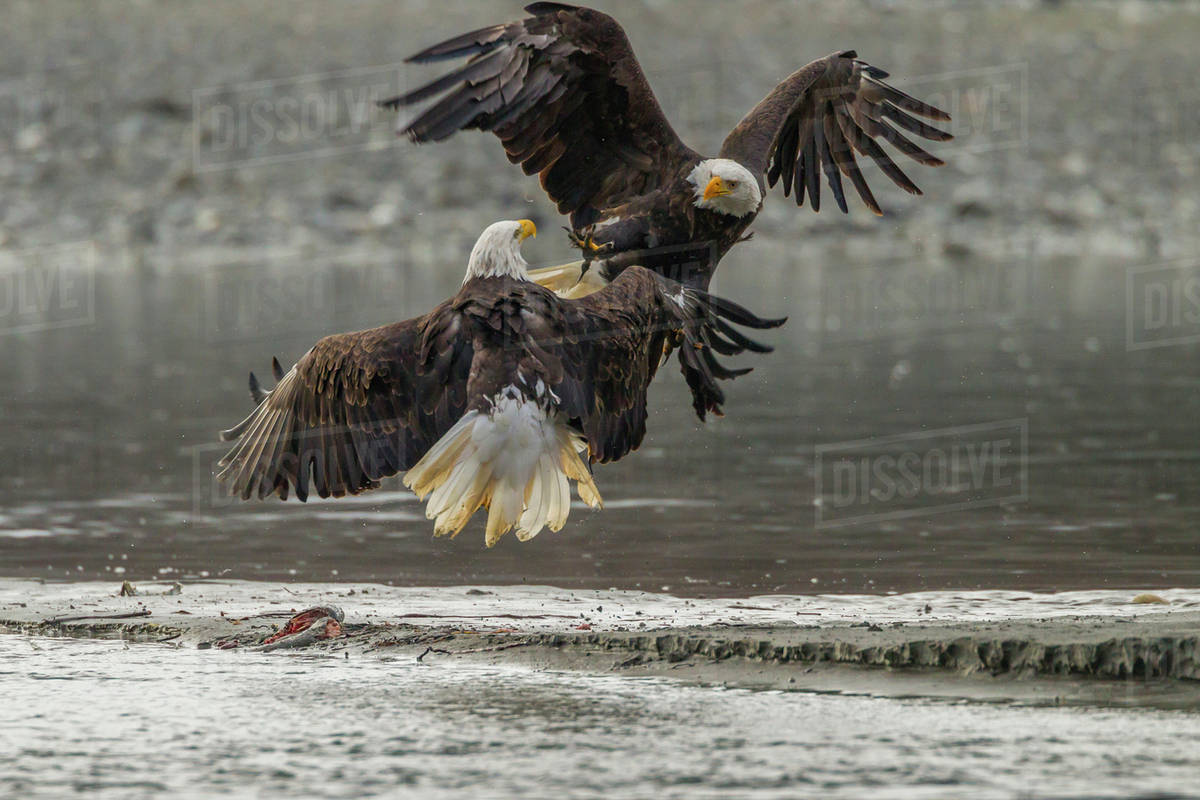 USA, Alaska, Chilkat Bald Eagle Preserve. Bald eagles fighting in the ...