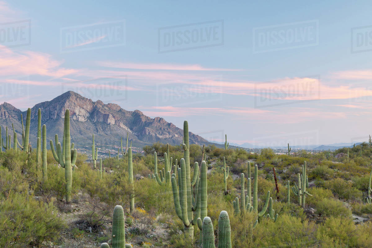 USA, Arizona, Tucson, Honey Bee Canyon. Landscape of desert and ...