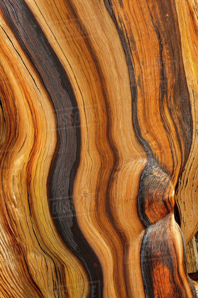 USA, California, Inyo National Forest. Patterns in bristlecone pine ...