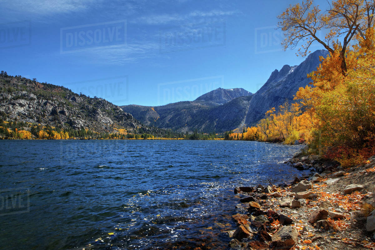 USA, California, Silver Lake. Autumn color on trees in Sierra Nevada ...