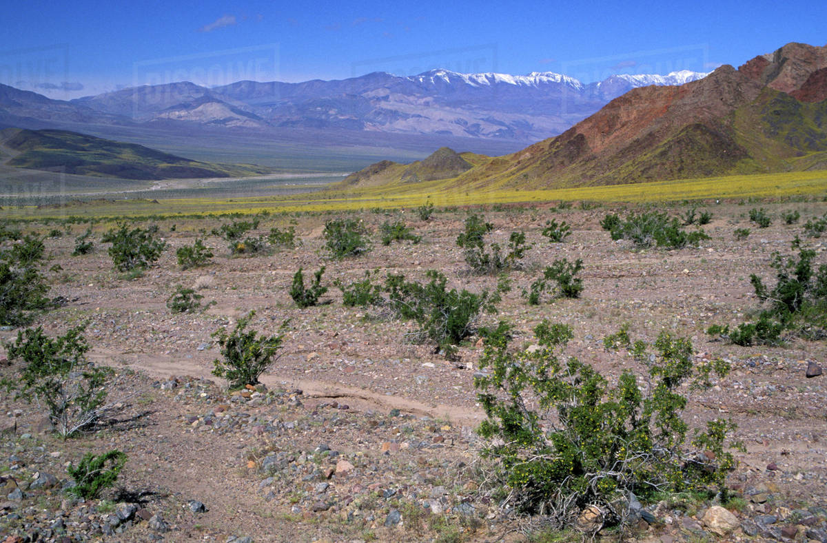 USA, CA, Death Valley National Park. Desert Gold Wildflowers and Black ...