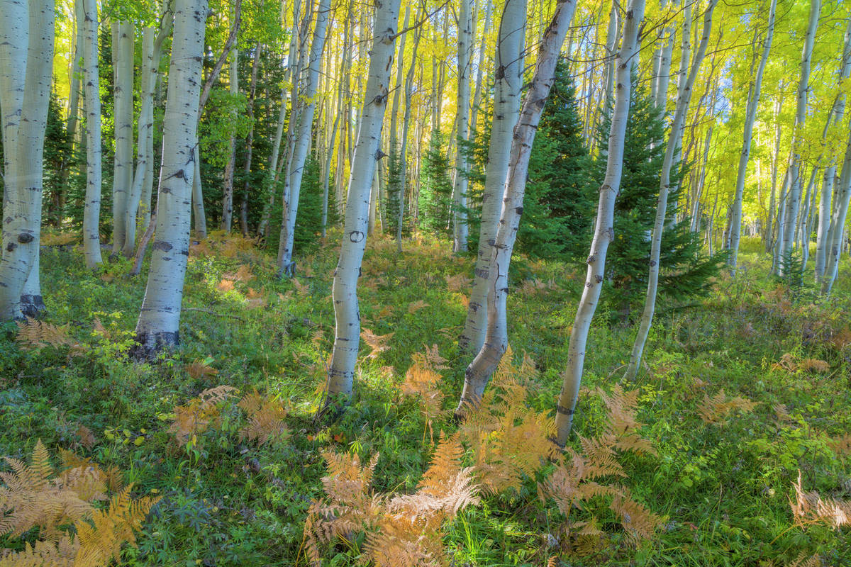 Colorado. Scenic of aspen forest. - Royalty-free Stock Photo | Dissolve