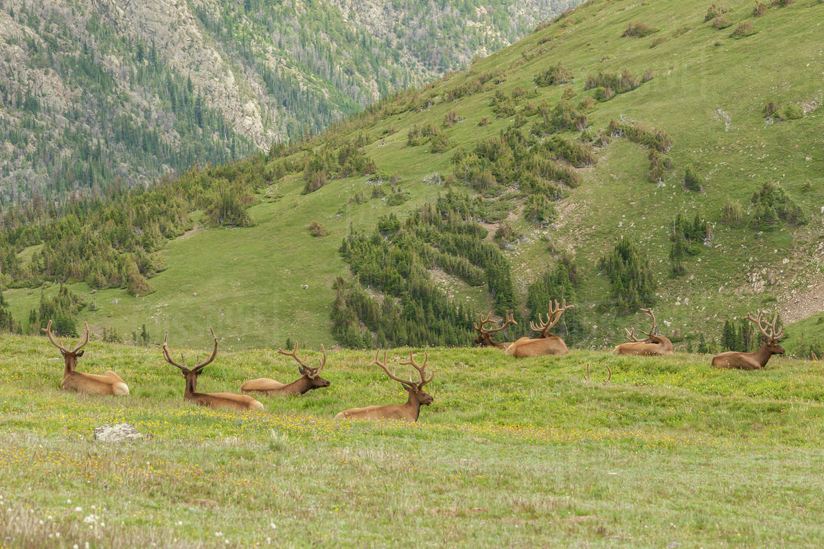 USA, Colorado, Rocky Mountain National Park. Bull elk in velvet resting ...