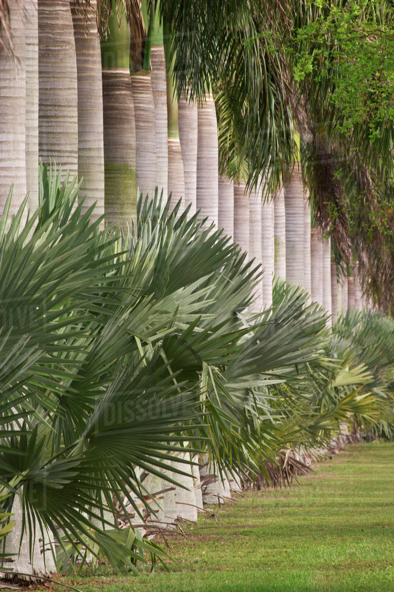 Row of stately Cuban Royal Palm trees, Roystonea regia, Miami, Florida ...
