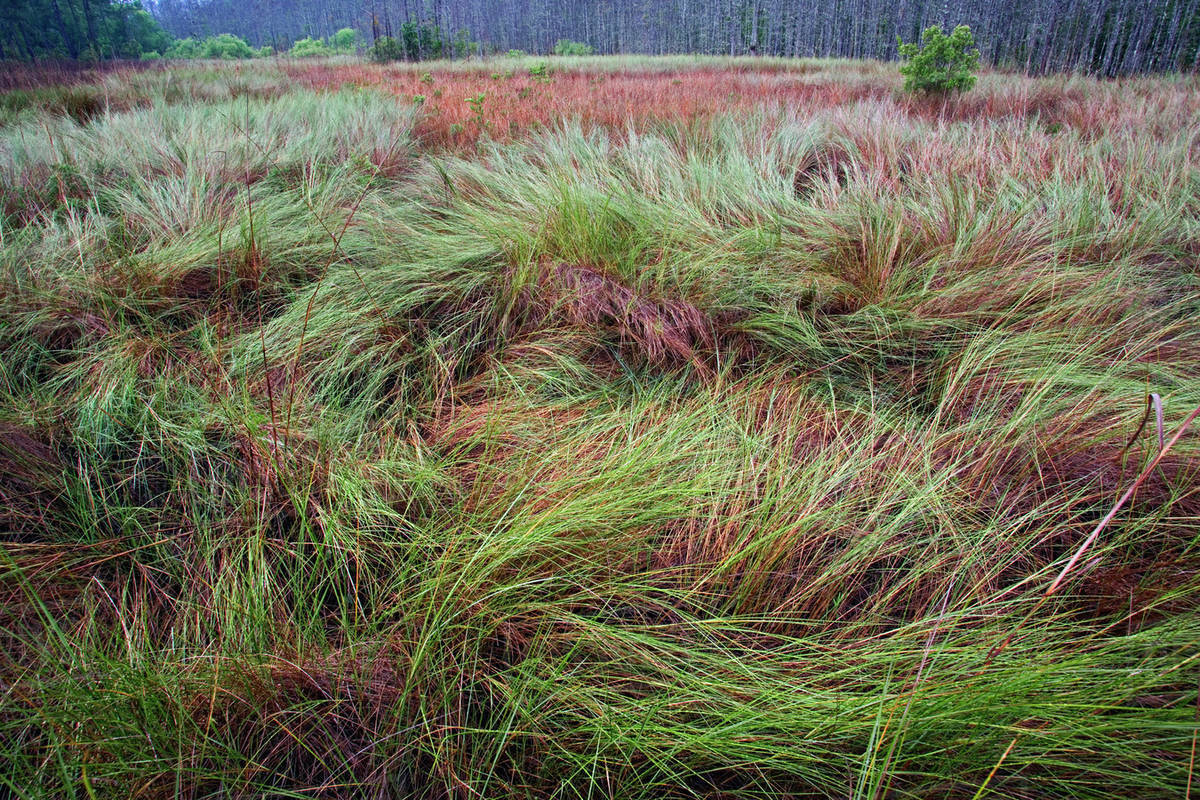 Sawgrass, Cladium jamaicense, Corkscrew Swamp Sanctuary, Naples ...