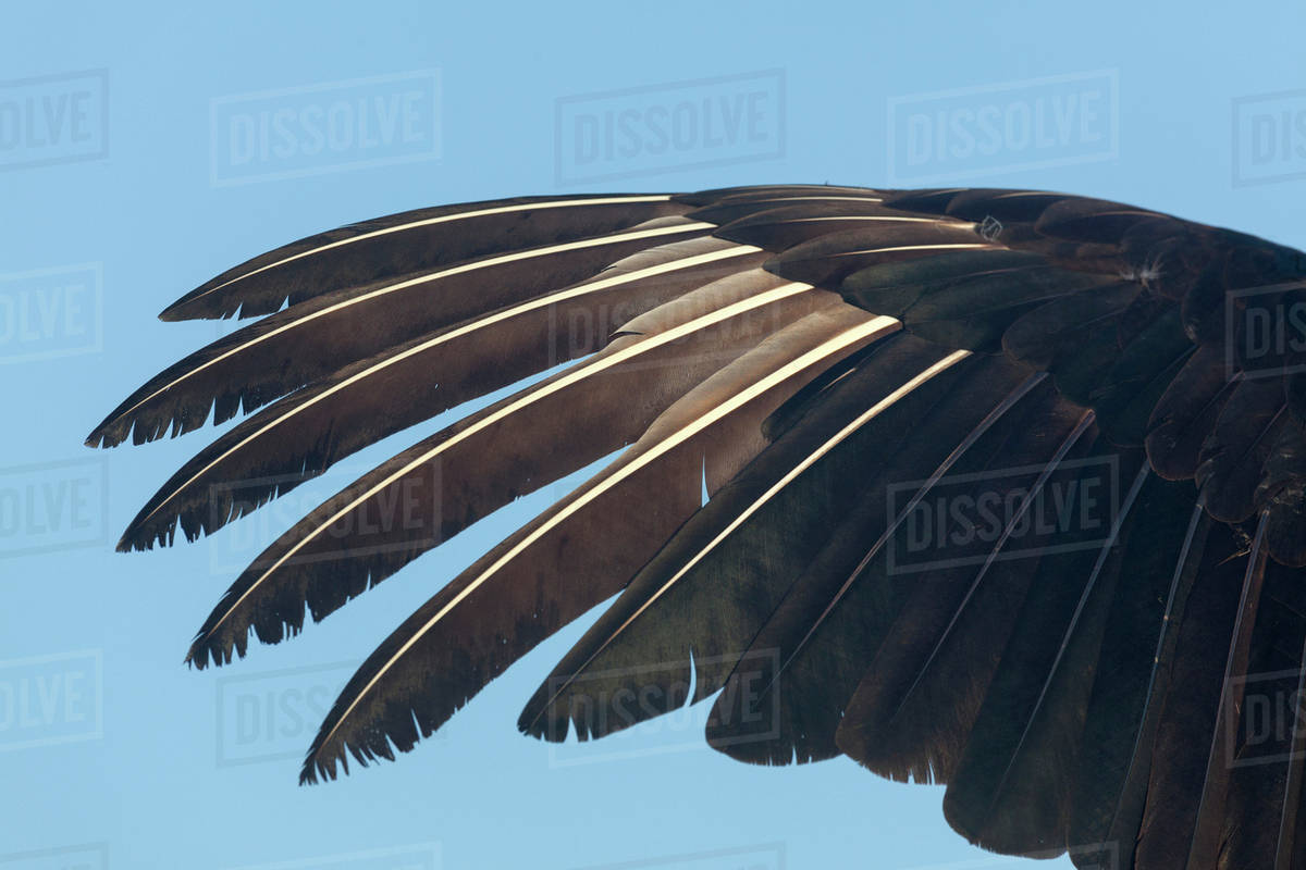 USA, Florida, Everglades National Park. Close-up of anhinga wing ...