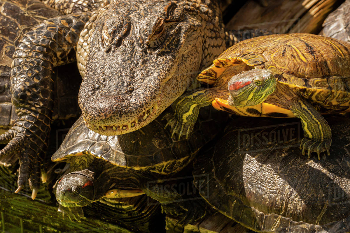 USA, Florida, Gatorland. Alligator and red slider turtles basking in ...