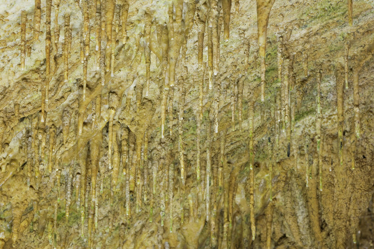 Close-up of young stalactites or Soda Straws, Mammoth Cave National ...