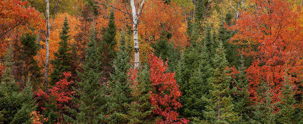 USA, Michigan, Upper Peninsula. Evergreens and red maple trees in ...