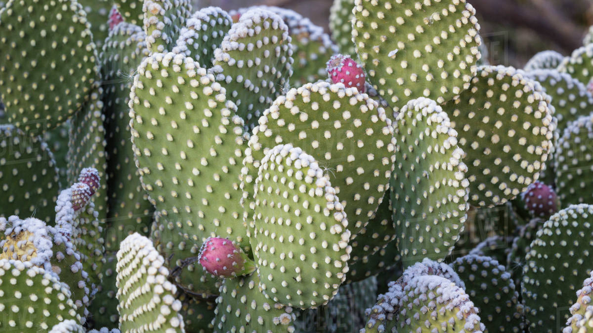 USA, New Mexico, Bosque del Apache National Wildlife Refuge. Close-up ...