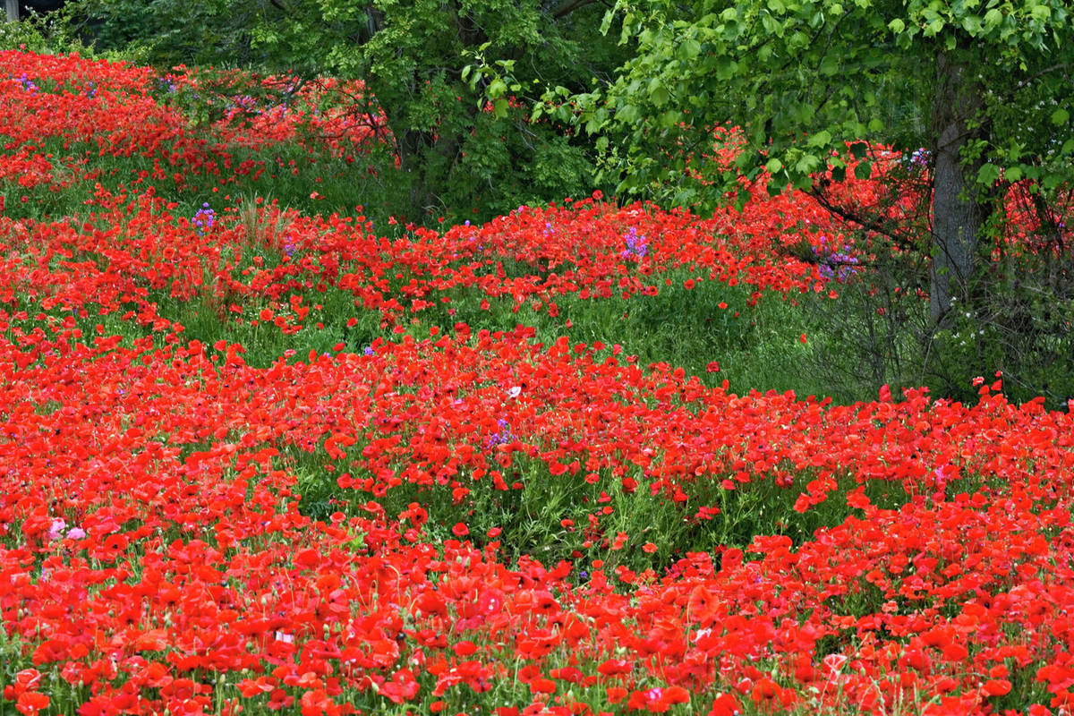 Field of hybrid poppy flowers planted along roadway, North Carolina ...
