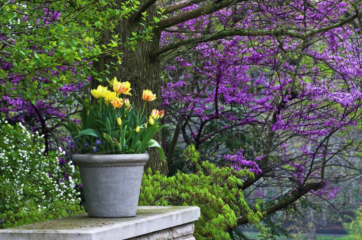 USA, Ohio. Potted tulips and redbud tree in garden. - Stock Photo ...