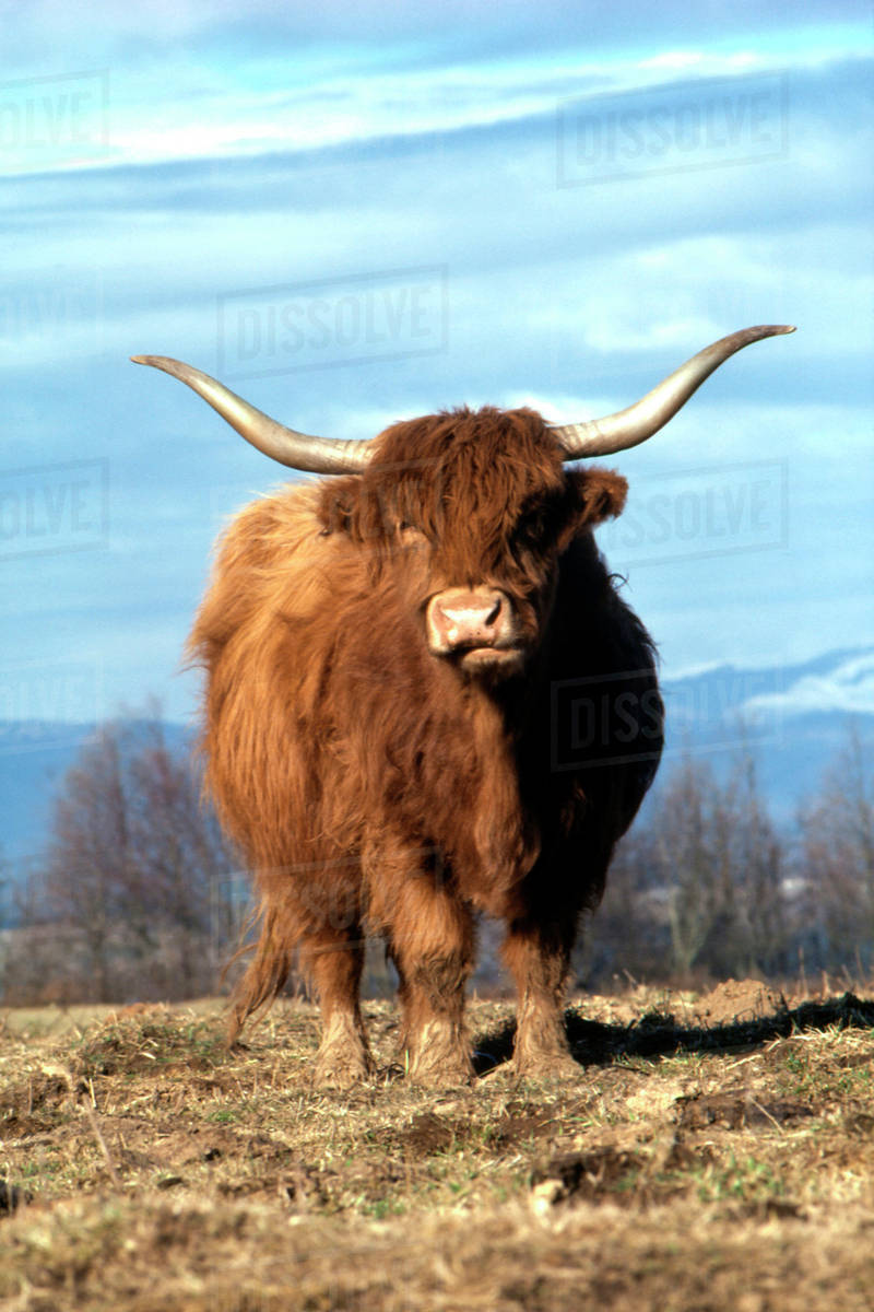 USA, Oregon, Multnomah County. Portrait of highland cow on ranch ...