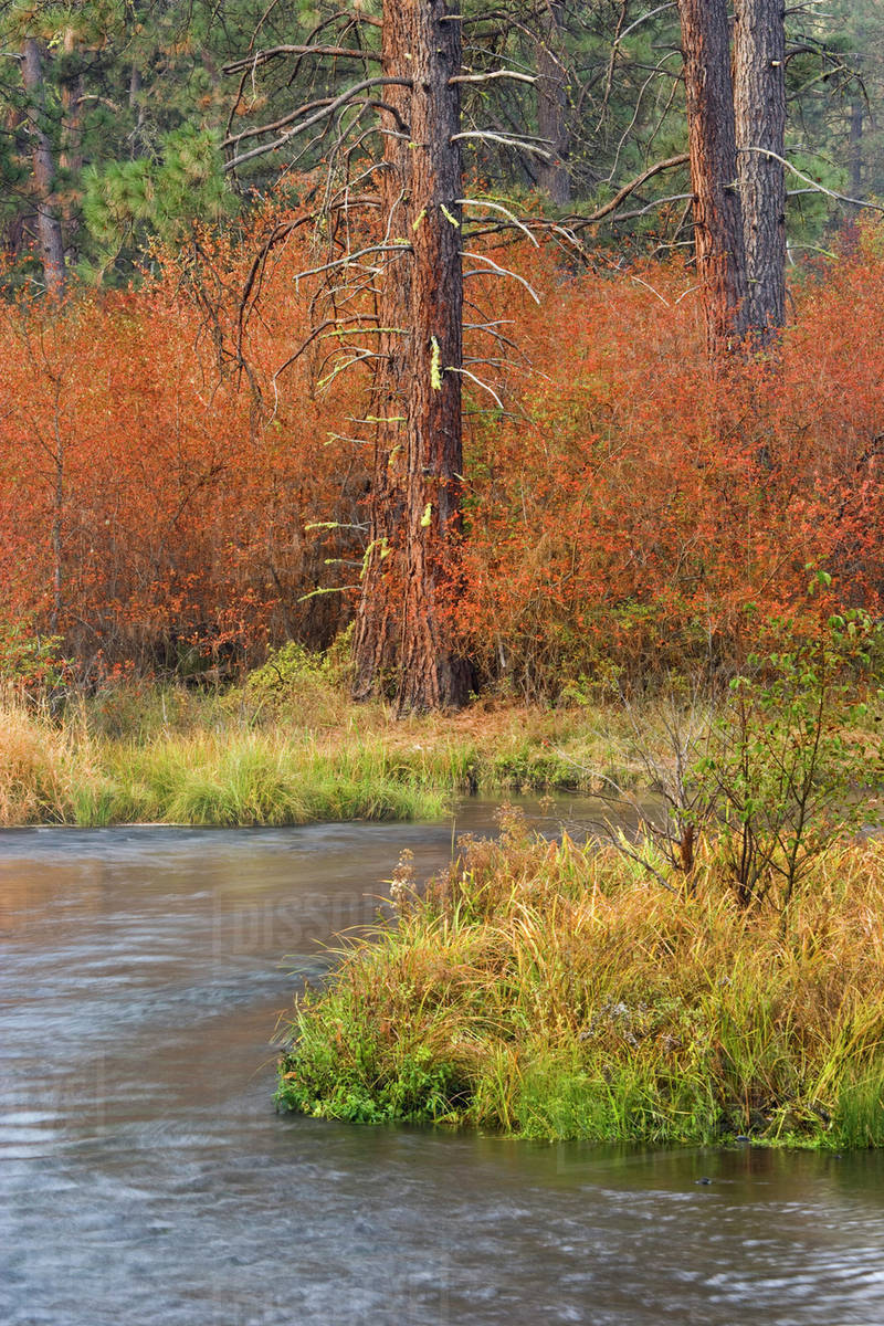 USA, Oregon, Metolius River. Fall colors line bank of popular trout ...