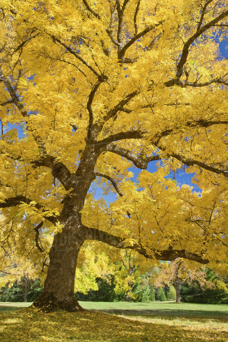 USA, Oregon, Joseph H. Stewart State Park. Walnut tree in autumn color ...