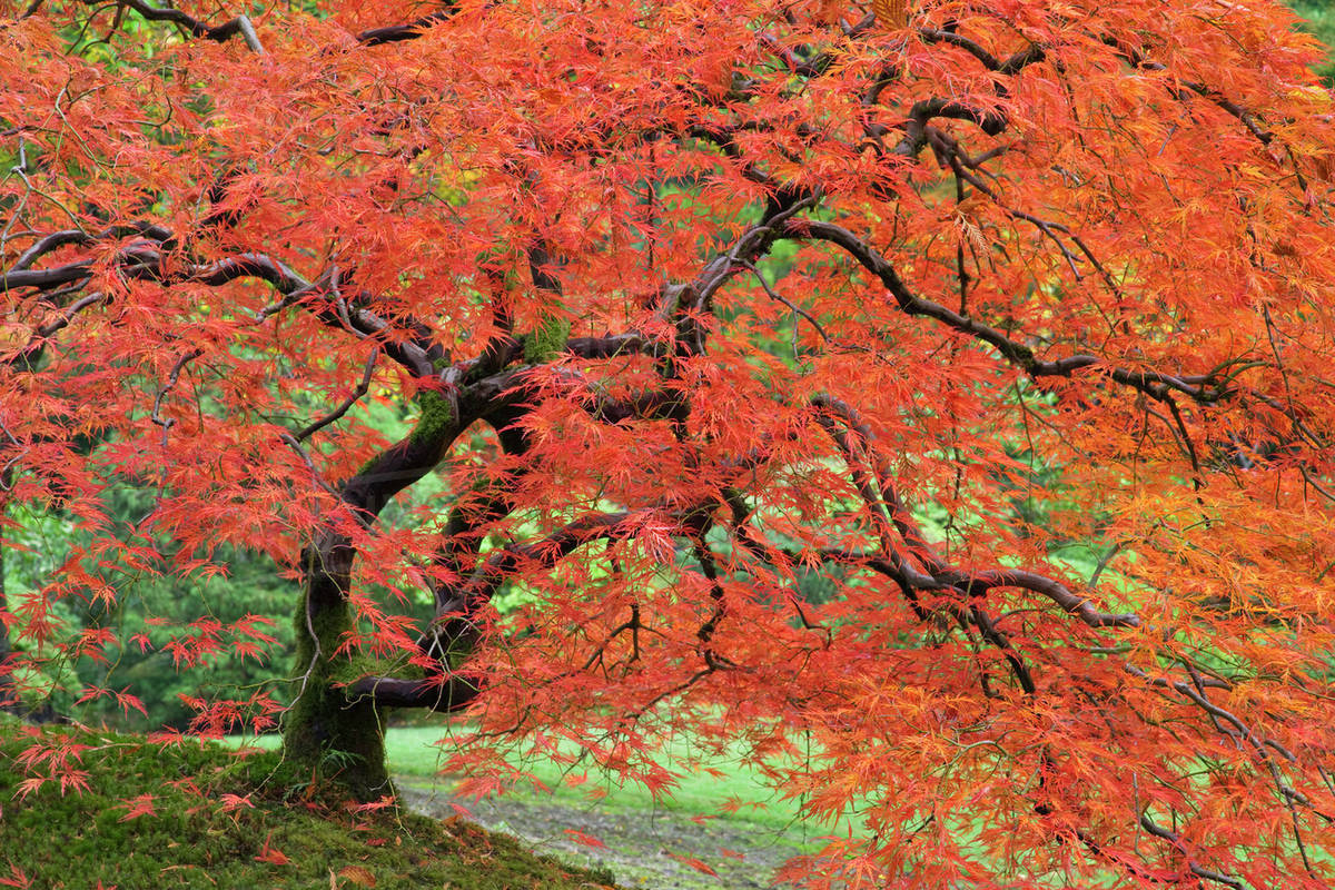USA, Oregon, Portland. Japanese maple tree in autumn color at Portland ...