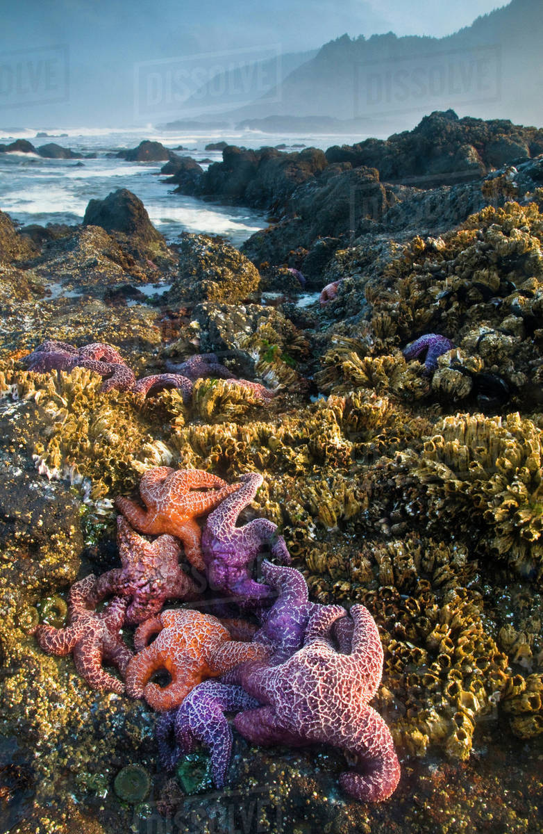 USA, Oregon. Starfish and sea stars at low morning tide. - Royalty-free ...