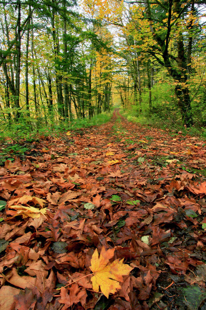 USA, Oregon. Big leaf maples in Columbia River Gorge National Scenic ...
