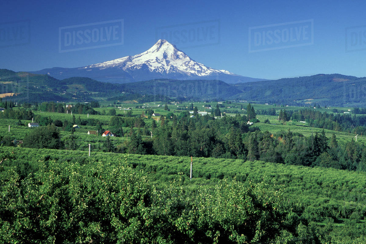 NA, USA, Oregon, near Hood River Mt. Hood with wiew of orchards in the ...