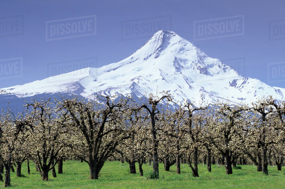 Oregon, Hood River Valley near Hood River, Mt. Hood with orchard in ...