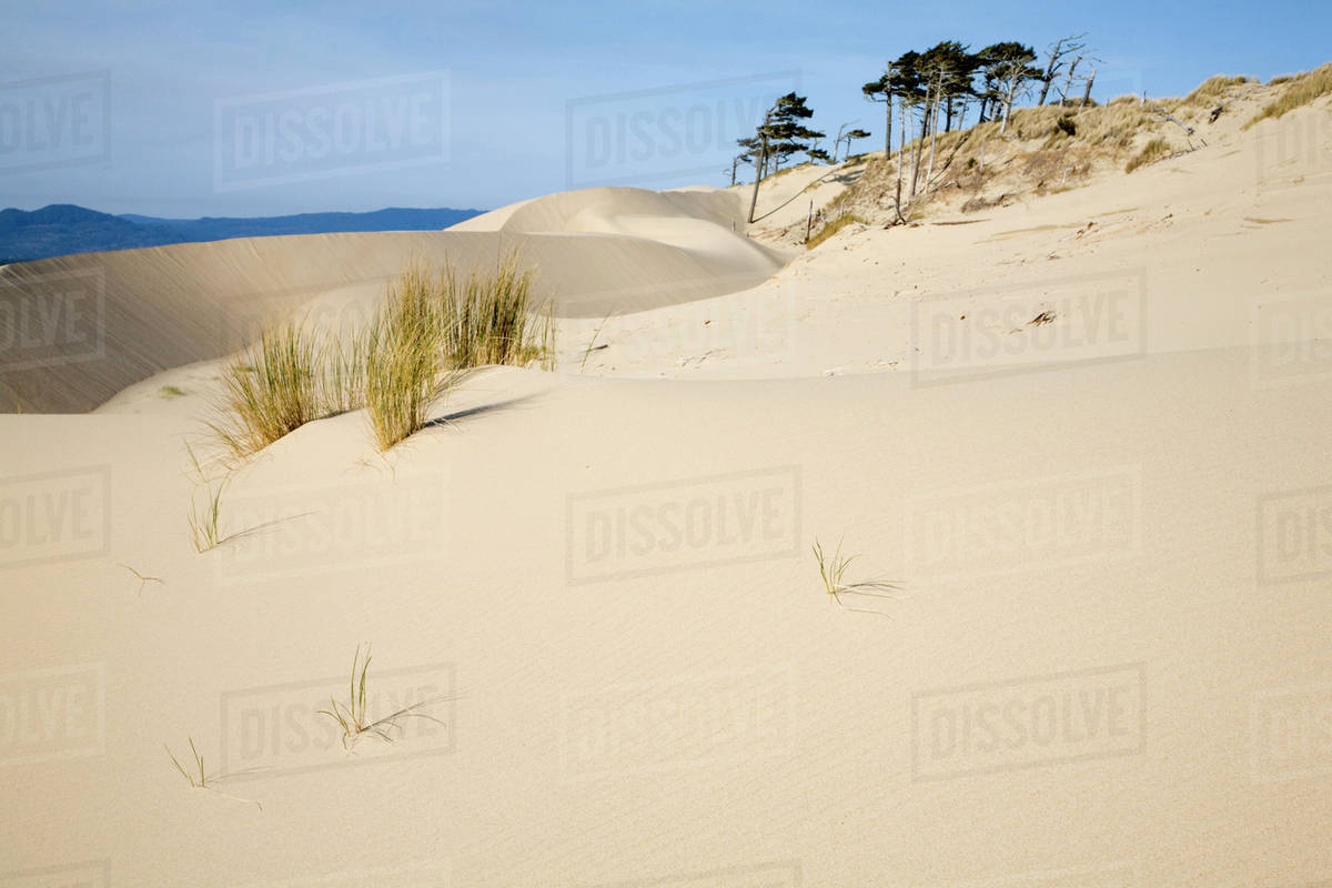 Oregon, Oregon Coast, Oregon Dunes National Recreation Area, Sand Dunes ...