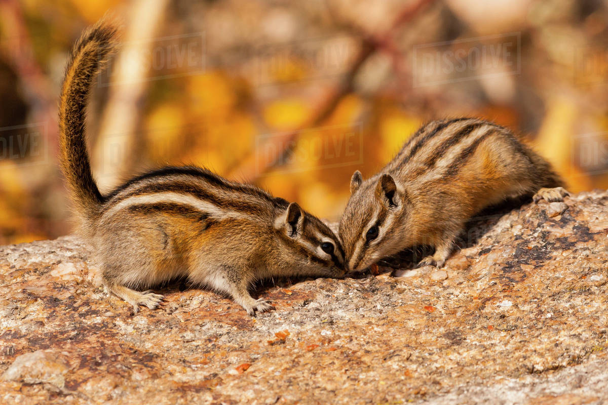 USA, South Dakota, Custer State Park. Two chipmunks on rock. - Stock ...