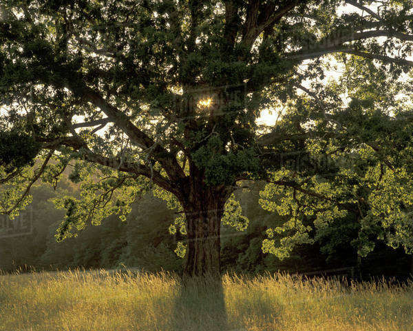 USA, Tennessee, Great Smoky Mountains National Park, Cades Cove. White ...