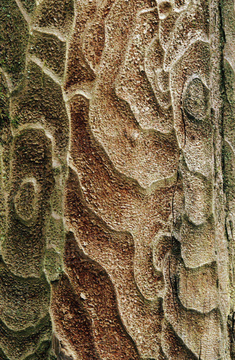 USA, Tennessee, Great Smoky Mountains National Park. Beech tree bark ...