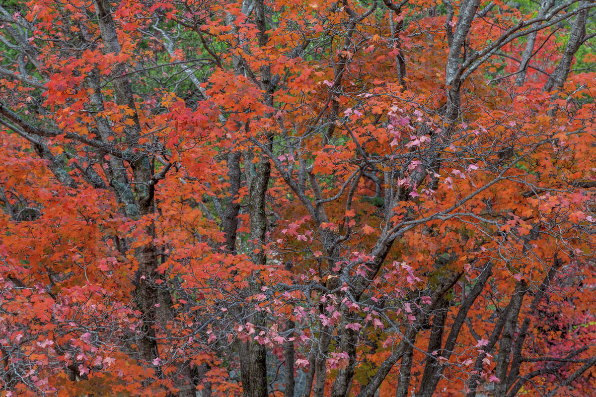 USA, Texas, Guadalupe Mountains National Park. Scenic of bigtooth maple ...